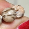 Natural 10mm White Shell Pearl Coin Beads Genuine Gemstone - Etsy