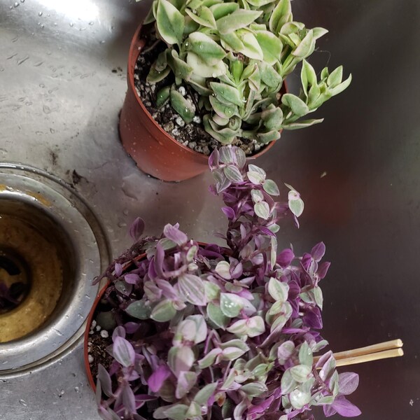 Variegated Baby Sun Rose, Ice Plant, Pink Succulent, Rare Plant in 2 ...