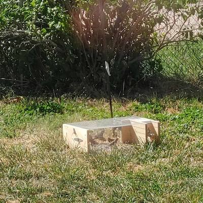 Original Deluxe Repeating Sparrow Trap full Copyright Directions ...