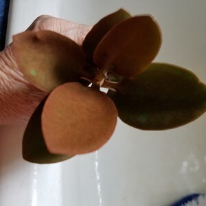 RARE Red Horn HUMMEL Jade Crassula Succulent Cutting 2 | Etsy