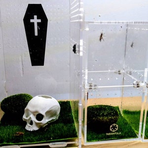 Magnetic Jumping Spider Mantis Staircase - Etsy