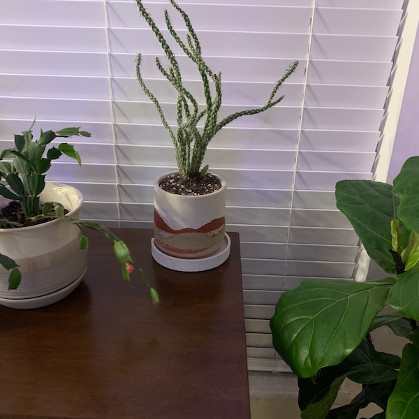 Handmade Concrete Plant Pot: Desert Inspired Southwestern Planter - Etsy
