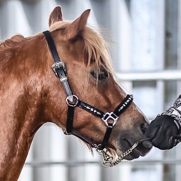 Purple Miniature Horse Beaded Leather Halter..mini Show Halter, Mini ...