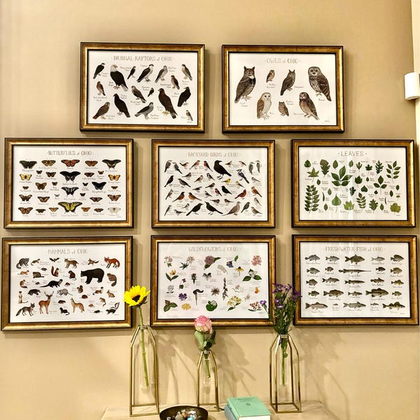 Florida Freshwater Fish Field Guide Art Print / Fish Nature Study ...