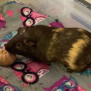 Hamster, Gerbil, Rat, and Mouse Forage Mix - Etsy