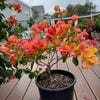 Mahara Deep Red Bougainvillea Bonsai .her Flowers Form in Clusters. - Etsy
