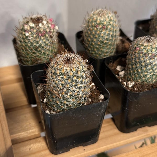 2” Cactus Assortment – 32 Live Plants Bulk Pack – Wholesale Succulents ...