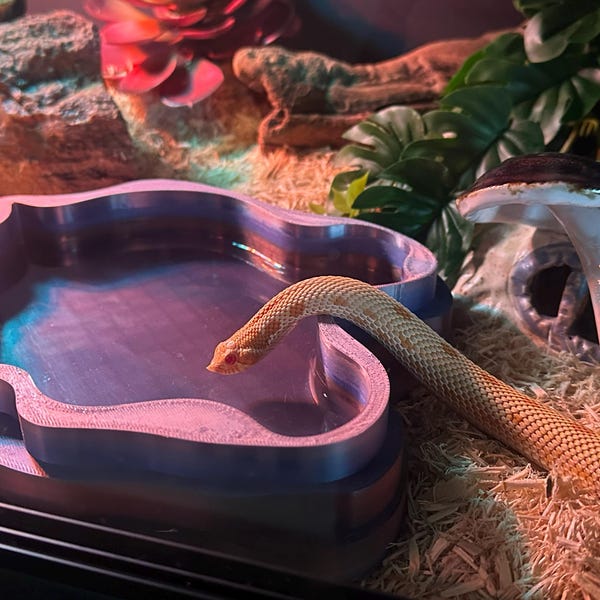 Kiddie Pool Remake 3D Printed Reptile/small Pet Sandbox/food Bowl ...