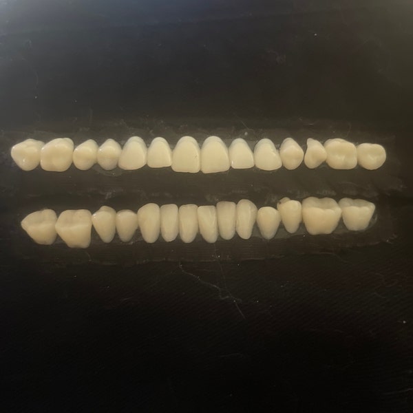 Full Set Resin Human Style Teeth, Teeth, Dentures, Craft Supplies ...