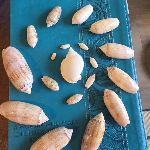 Florida Seashell SWF Set - Etsy