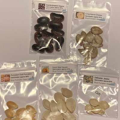 Scarlet Emperor Poll Bean Seeds : Scarlet Runner Bean, Seven Year Bean ...