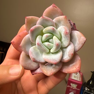 Echeveria Caviar/ Pachyphytum Caviar Imported Succulent - Etsy