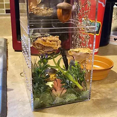 Made-to-order 4x7.25 Gothic/victorian Room Jumping Spider Enclosure ...