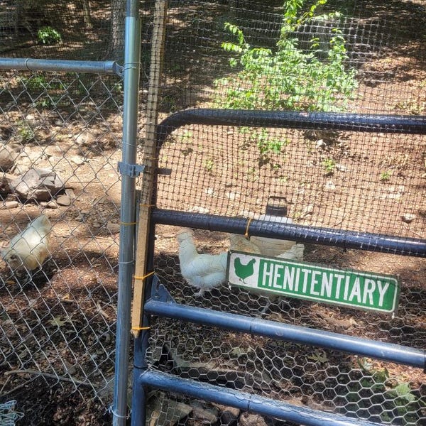 Henitentiary Sign, Chicken Coop Signs, Chicken Coop Decor, Chickens ...