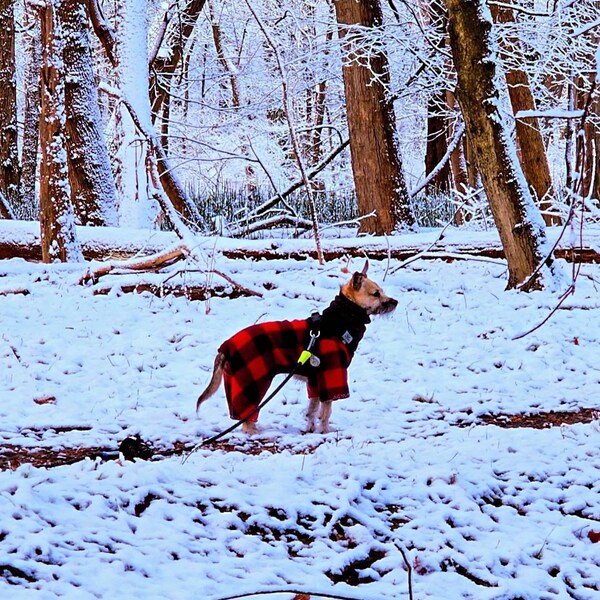 Lumberjack - Dog Pajamas - Small Breed Dog Sweater - Etsy