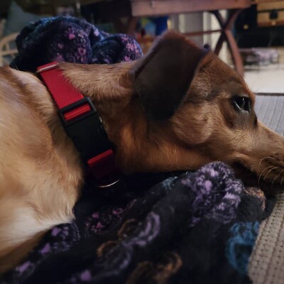 Solid Color BREAKAWAY Safety Dog Goat Pig Sheep Collar Many Colors Any ...