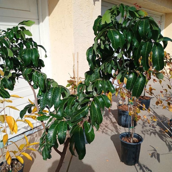 Hibiscus ‘agnes Gault’ Hibiscus- Live Plant 1 to 2ft Ship in 3 Gal Pot ...