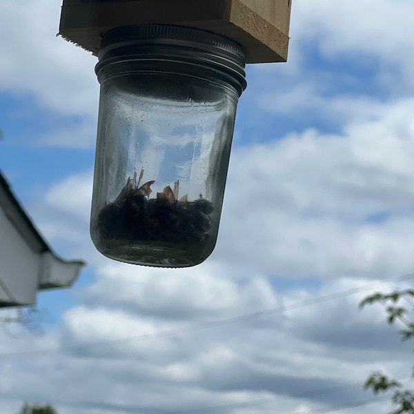 Best Carpenter Bee Trap chalet Style Carpenter Bee Trap wood Boring Bee ...