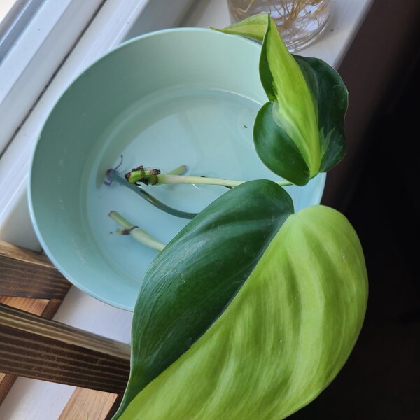 Lemon Lime Philodendron in a Hanging Basket - Neon Philodendron ...