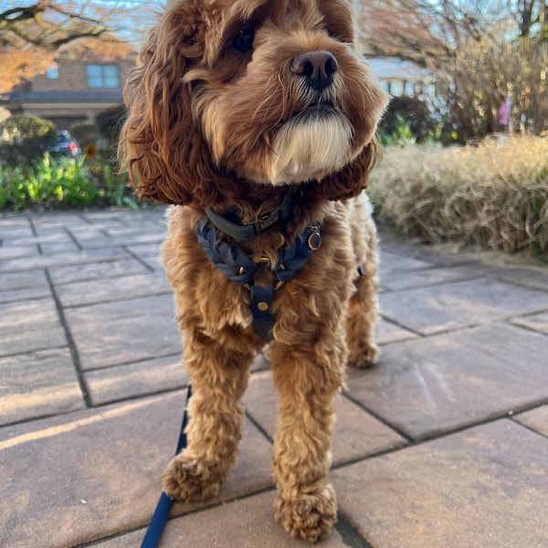 BIOTHANE DOG HARNESS, Large Breeds Training Harness, Biothane Beta ...