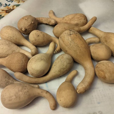 50 Quality Mini Flat Round Gourds Dried & Cleaned - Etsy