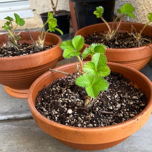 Ranunculus Aviv Rose Buy 4 Get 1 Free - Etsy