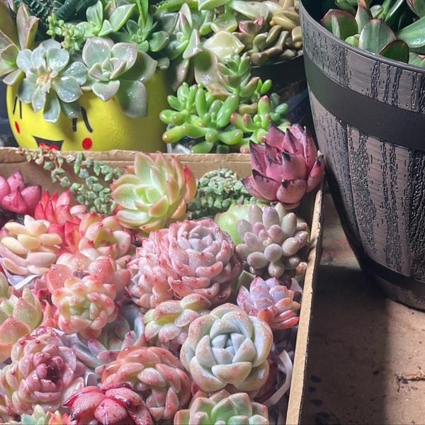 Random Mix DIY Rare Succulent Plants Live Pink Red Orange Green, 0.5-2 ...