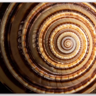 Sundial Perspective Sea Shell Architectonica Perspectiva - Etsy