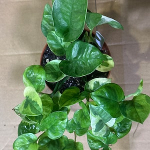 Pothos Lizard Queen New Pothos Sport Variegated Epipremnum Live ...