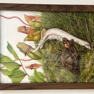 Alligator Snapping Turtle 18.5 X 9.75 Inch Print by Matt Patterson - Etsy