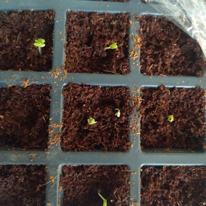 3 Merritt Tree Collard Cuttings - Etsy