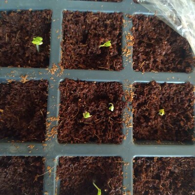 3 Merritt Tree Collard Cuttings - Etsy