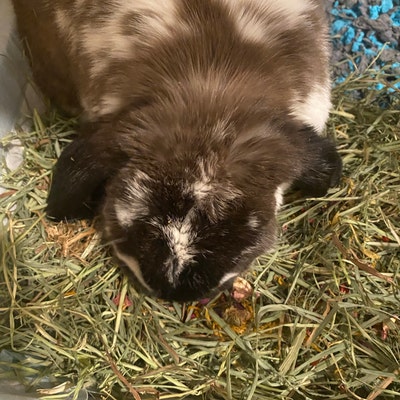 2 Forage Boxes W/ 2nd Cut Timothy Hay & Herbs Bunny Toy - Etsy