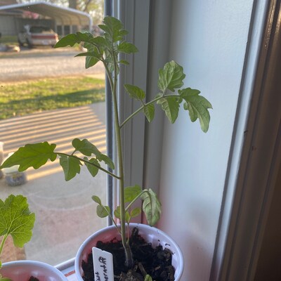 15 Heirloom Chinese Redbud Tree Seeds. USA Beautiful Pink - Etsy