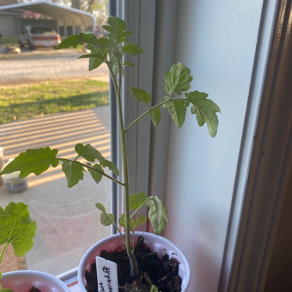 Sweet Aperitif Cherry, Tomato Seeds, Heirloom, Organic, Non Gmo ...