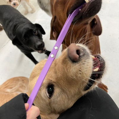 Biothane Tab or Bringsel Pick Your Color 1/2 Wide Heavy Weight, 8 Long ...