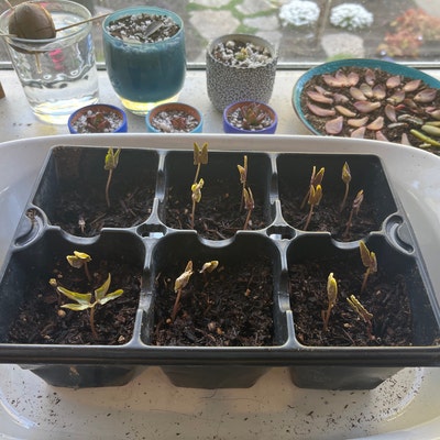 100 White Dove Orchid Flower Seed and 20 Laughing Bumblebee Seed High ...