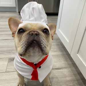 Halloween Chef Dog Cat Pet Costume Kitchen Helper Assistant - Etsy