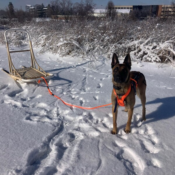 4 Dog Sled Line - Etsy