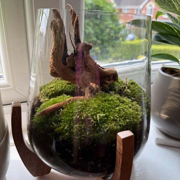 AZALEA REDMOOR ROOTS | Terrarium Supplies | Decorative Roots ...