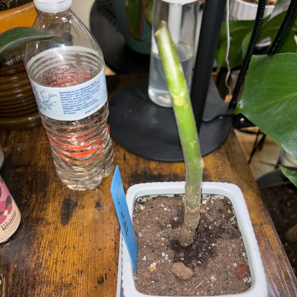 Athens Blue Princess Glory Bush Planttibouchina Urvilleanasmall Starter ...