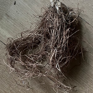 Master Root Oil - Etsy