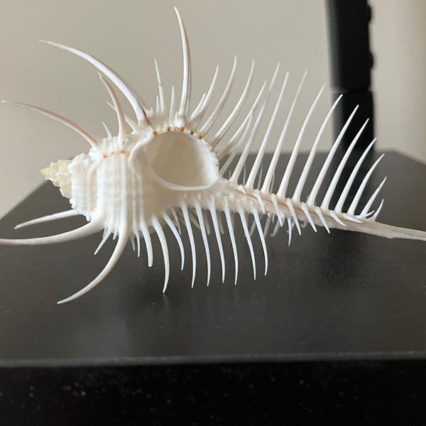 Big Size Hermit Crab Sea Shell, 1 7/8 2 1/4 Opening Hole.green Mother ...