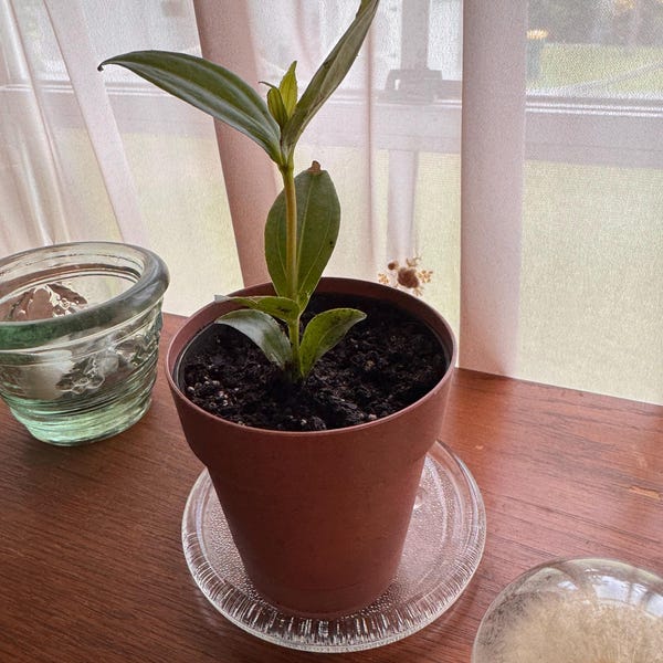 Athens Blue Princess Glory Bush Plant~~tibouchina Urvilleana~small ...