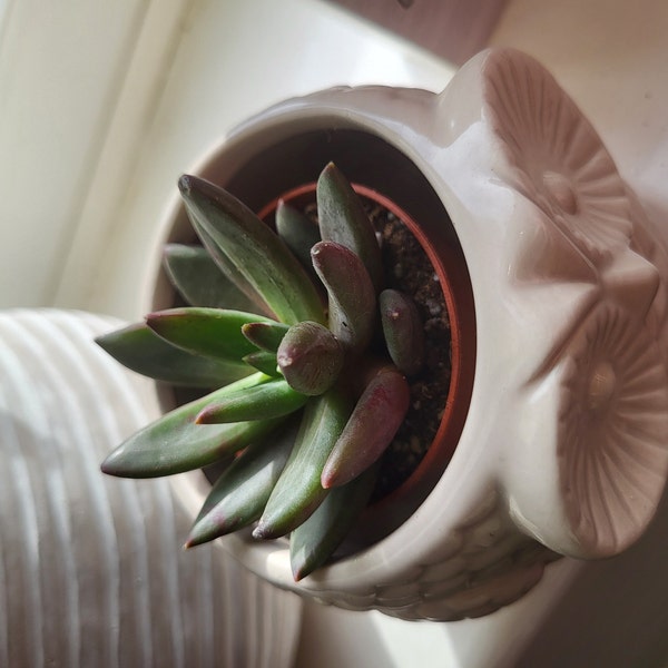 Small Succulent Plants • Random Succulents • 5cm Pots • Open Terrarium ...