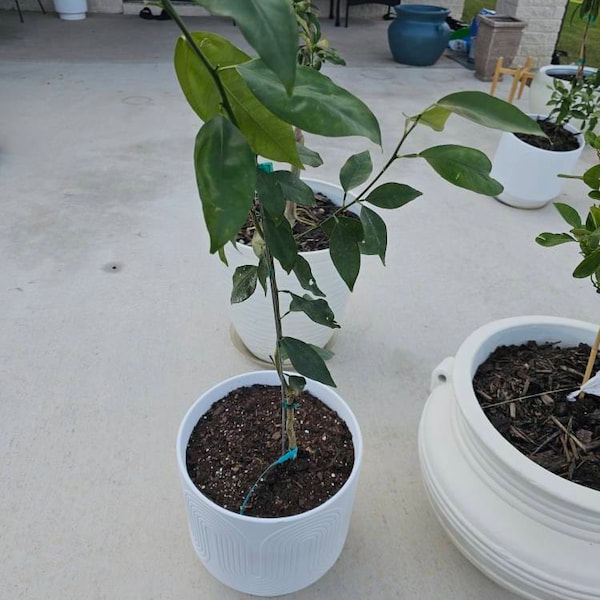 Australian Red Pulp Finger Lime Tree Please Read Description* - Etsy