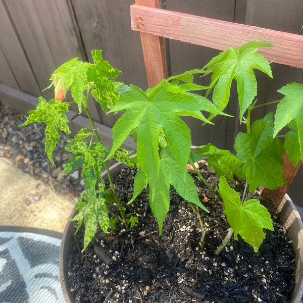 Spotted Flowering Maple, Also Called Painted Abutilon and Parlor Maple ...