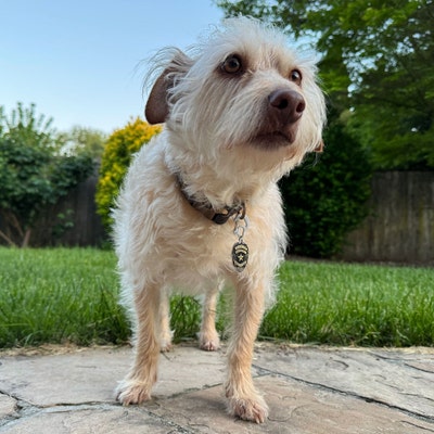 Letter a Dog Tag-pet ID Tag-unique Pet Tag-custom Hand Crafted Engraved ...