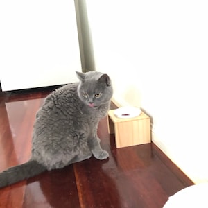 13cm Height Elegant Tilt Wooden Bowl Stand for Cats and Small Dogs ...