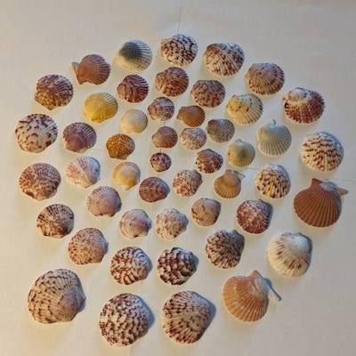 Spiny Jewel Box Sea Shells, Jewel Box Shells, Sanibel Sea Shells ...